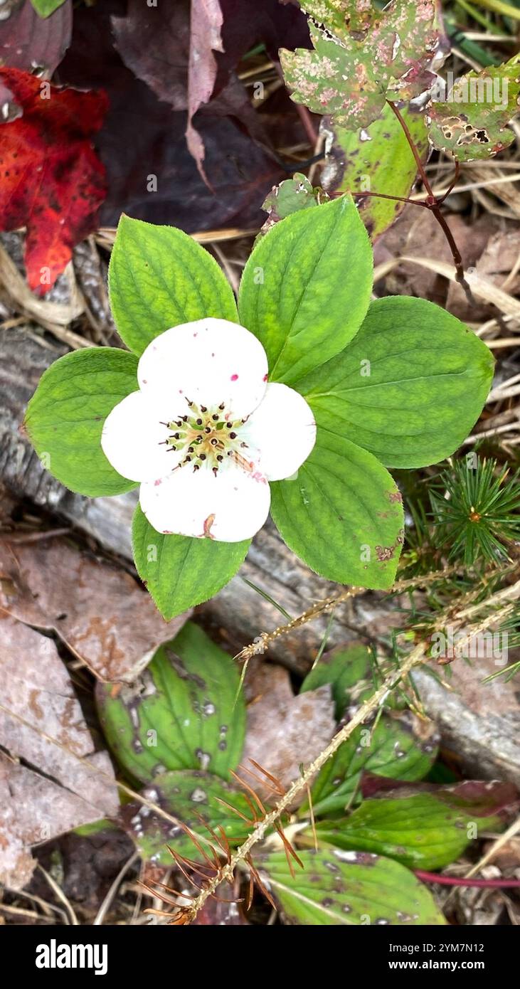 Canadian bunchberry (Cornus canadensis Stock Photo - Alamy