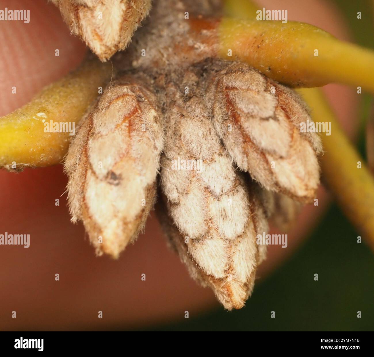 black oak (Quercus velutina Stock Photo - Alamy