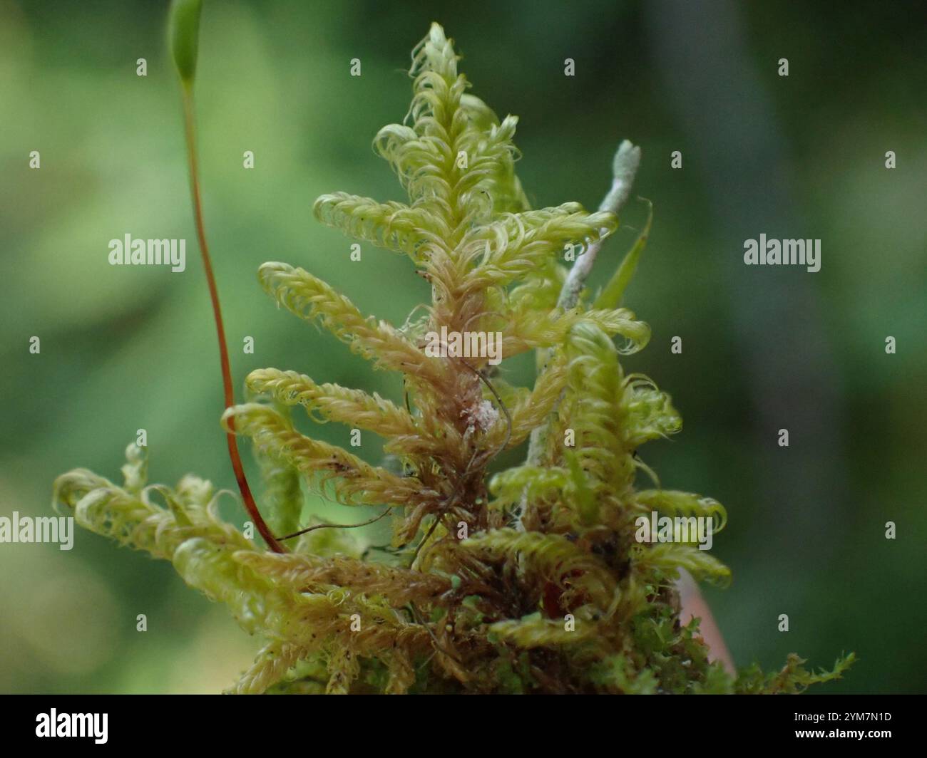 Sickle-leaved Hook-moss (Sanionia uncinata Stock Photo - Alamy