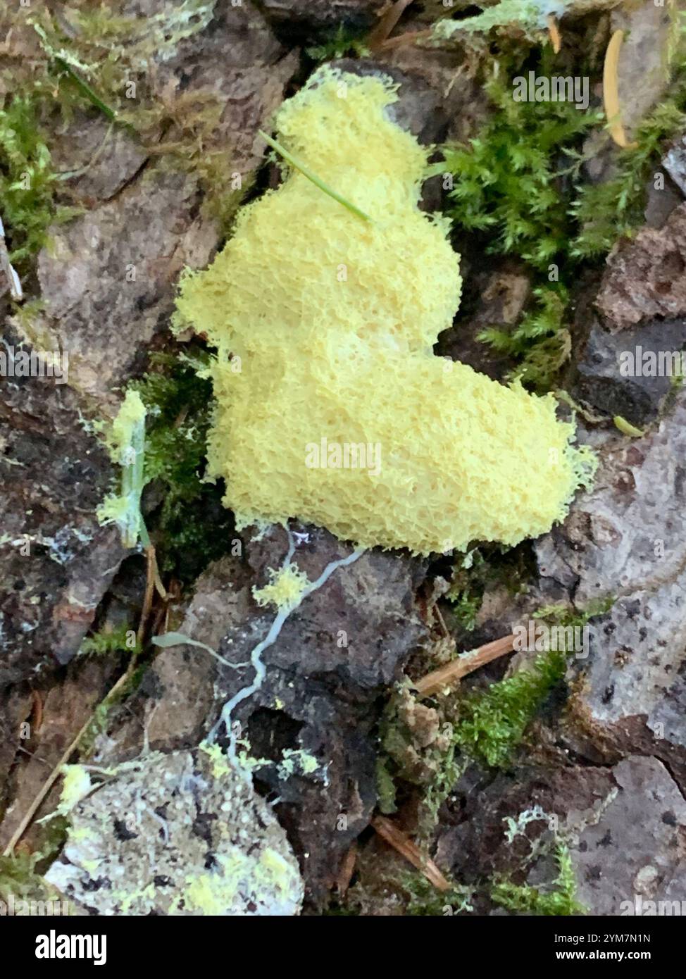 Dog Vomit Slime Mold (Fuligo septica Stock Photo - Alamy