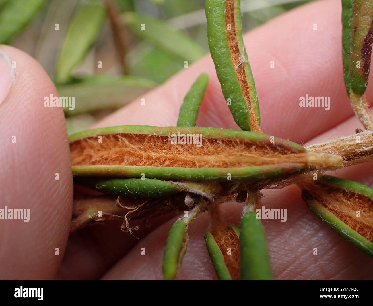 Bog Labrador Tea (Rhododendron groenlandicum Stock Photo - Alamy