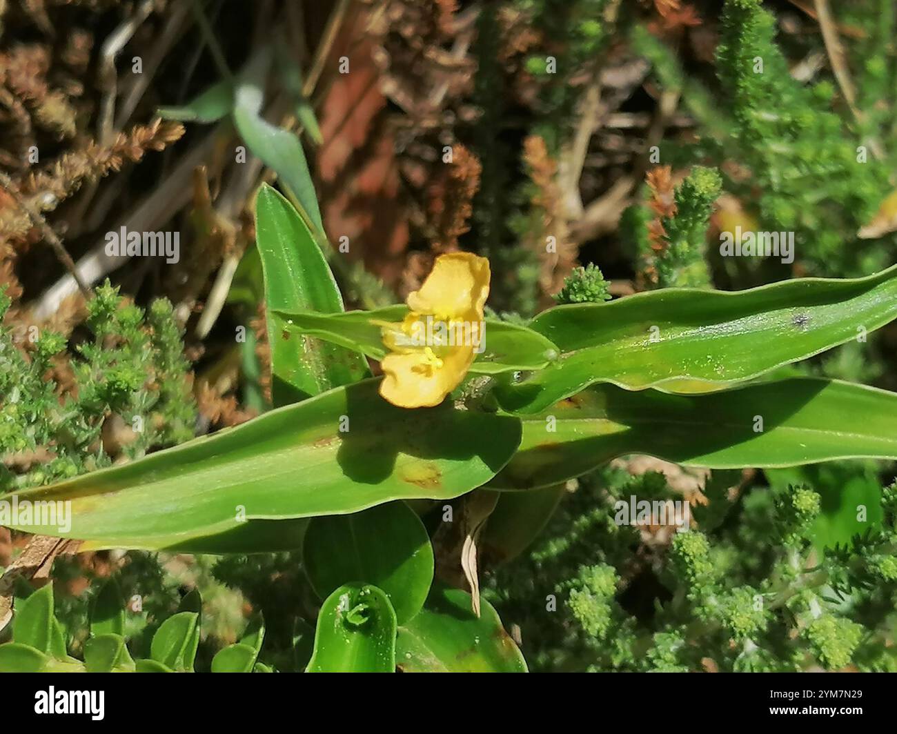 African Yellow Dayflower (Commelina africana Stock Photo - Alamy