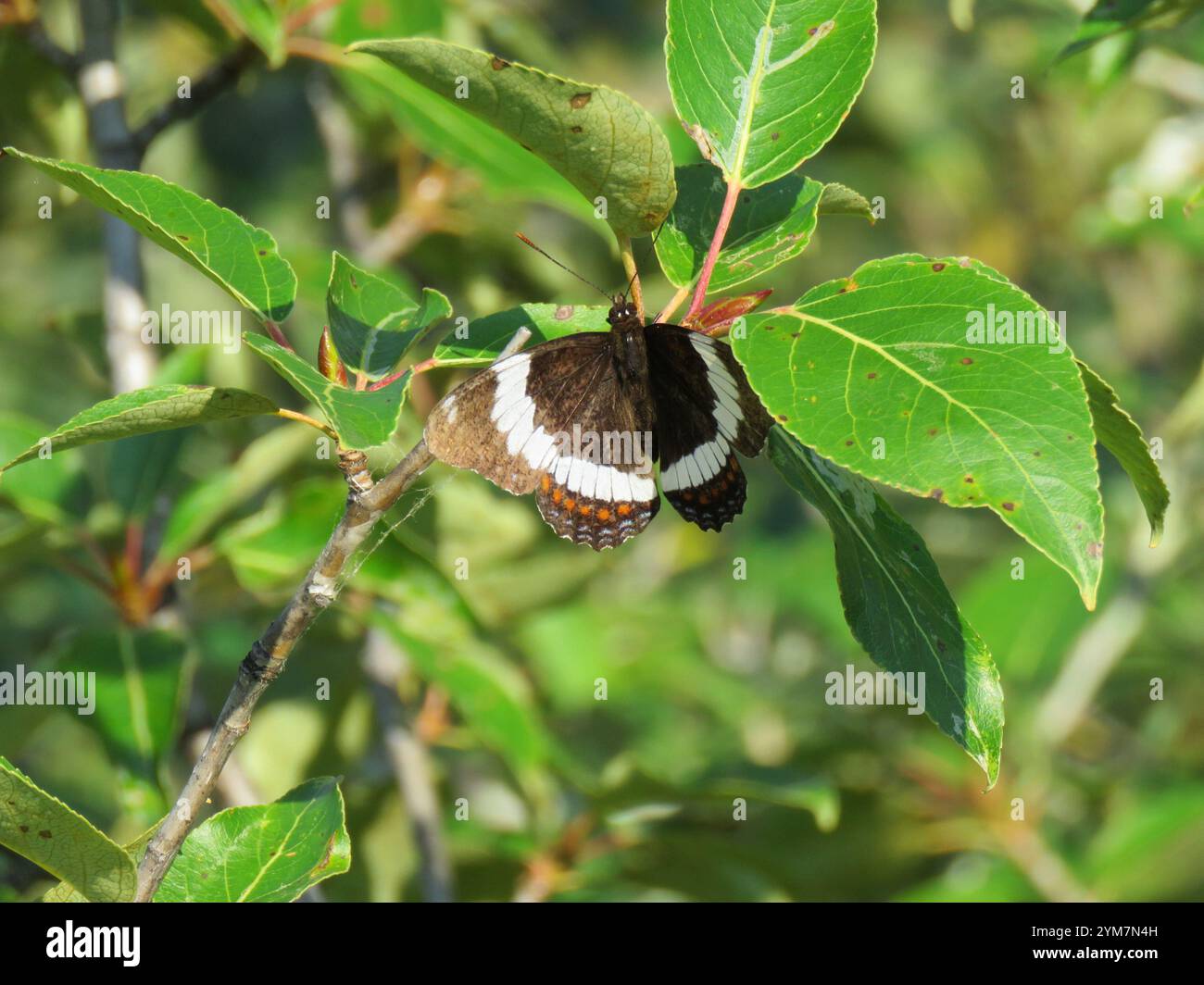 Western White Admiral (Limenitis arthemis rubrofasciata Stock Photo - Alamy
