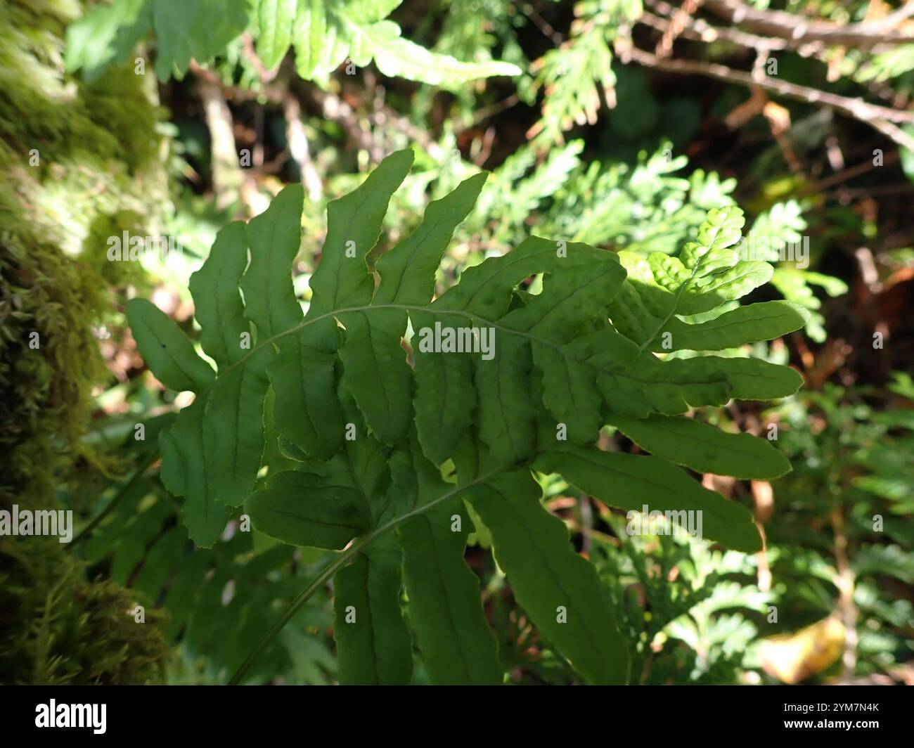 licorice fern (Polypodium glycyrrhiza Stock Photo - Alamy