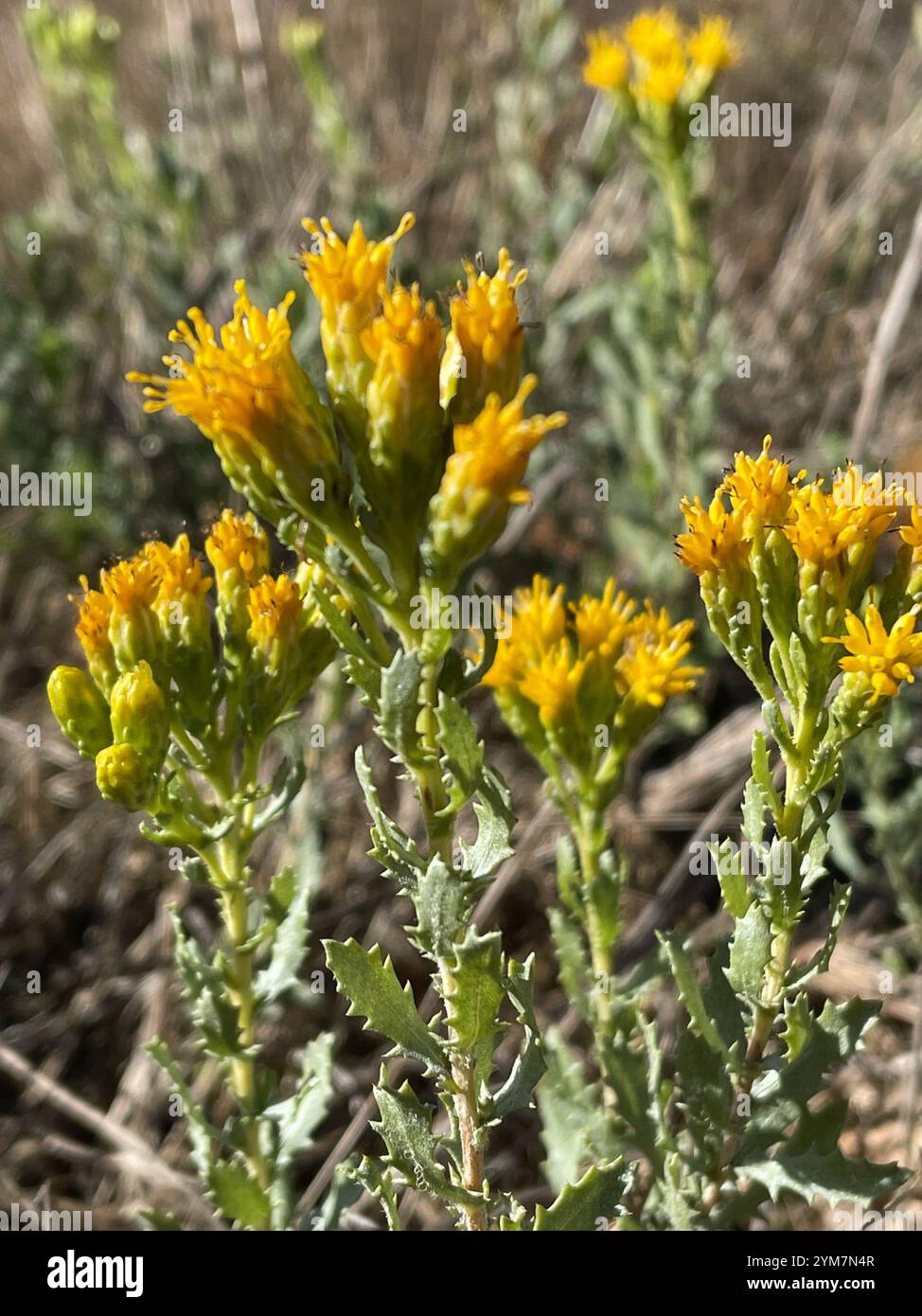 Coastal Goldenbush (Isocoma menziesii Stock Photo - Alamy