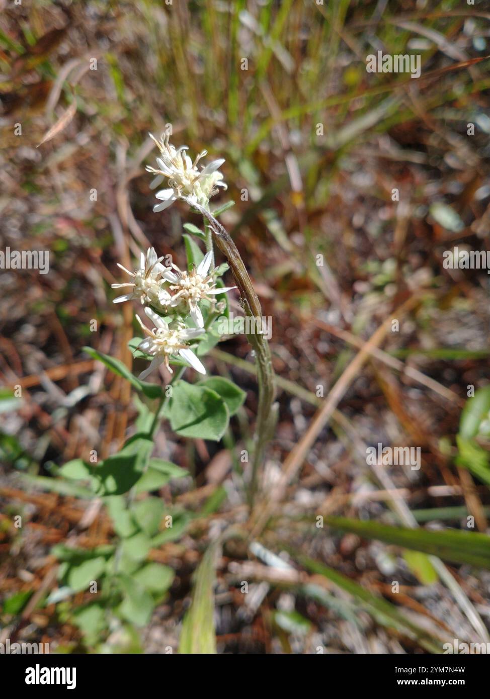 Dixie aster (Sericocarpus tortifolius Stock Photo - Alamy