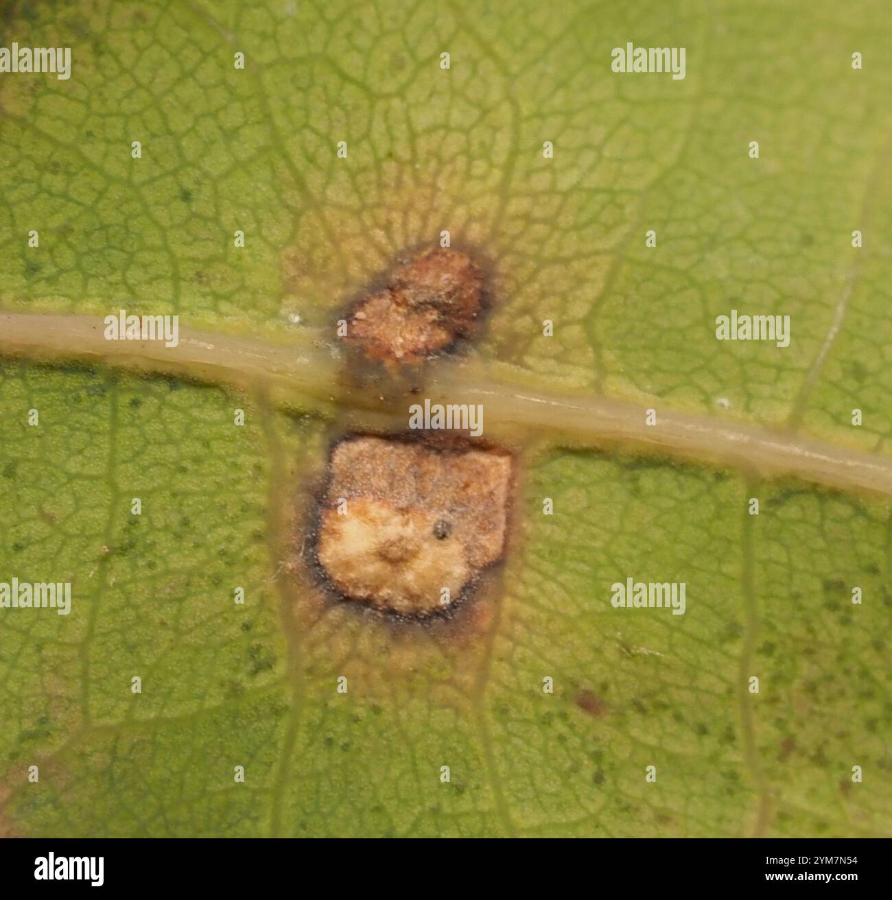 oak flake gall wasp (Neuroterus quercusverrucarum Stock Photo - Alamy