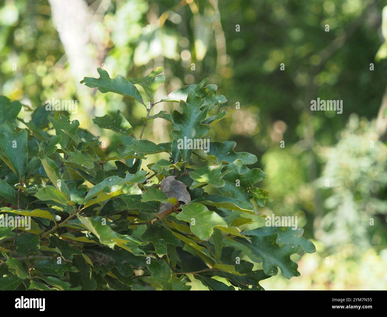southern red oak (Quercus falcata Stock Photo - Alamy