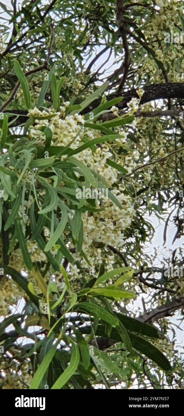 Atalaya hemiglauca hi-res stock photography and images - Alamy