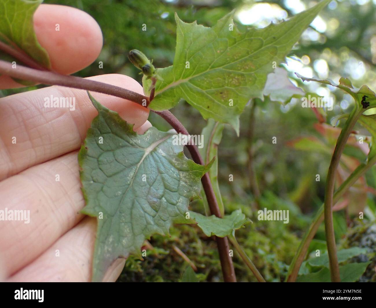 western rattlesnake root (Nabalus alatus Stock Photo - Alamy