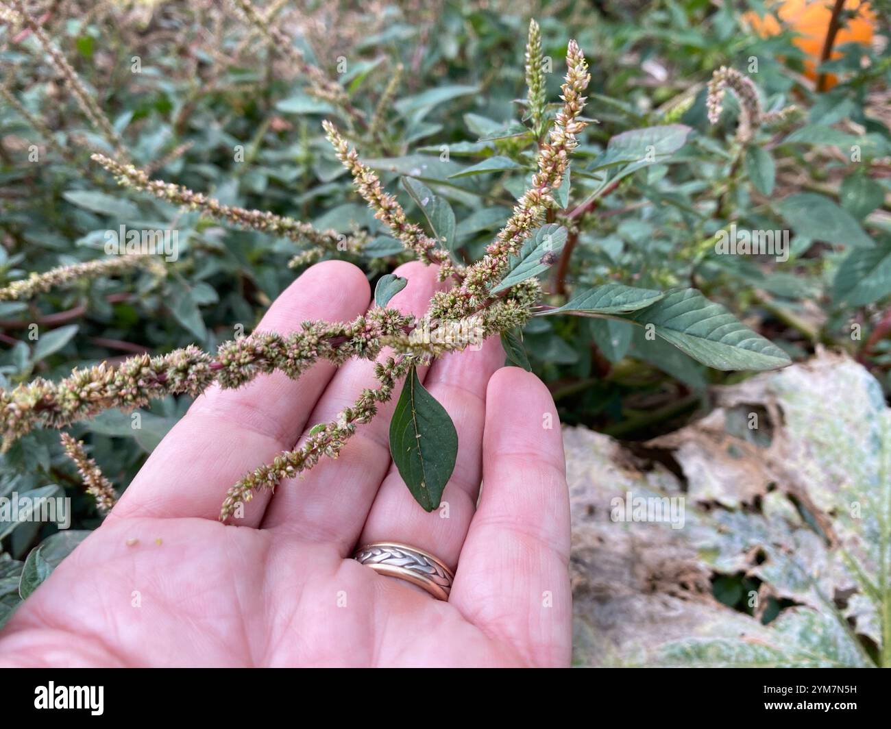 spiny amaranth (Amaranthus spinosus Stock Photo - Alamy