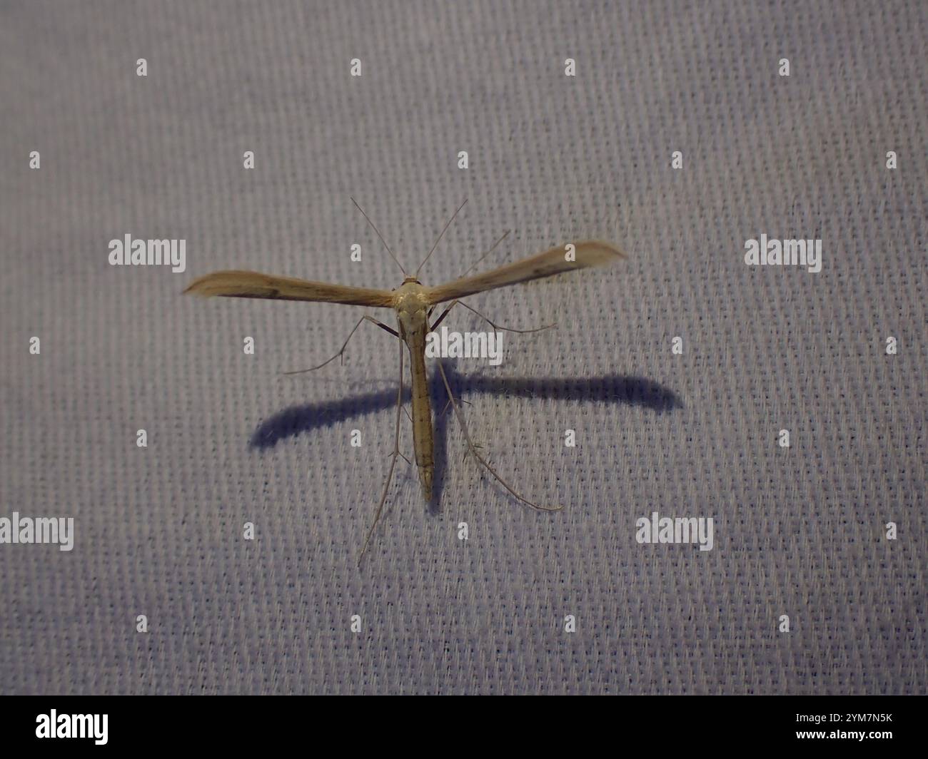 Plume Moths (Pterophoridae Stock Photo - Alamy