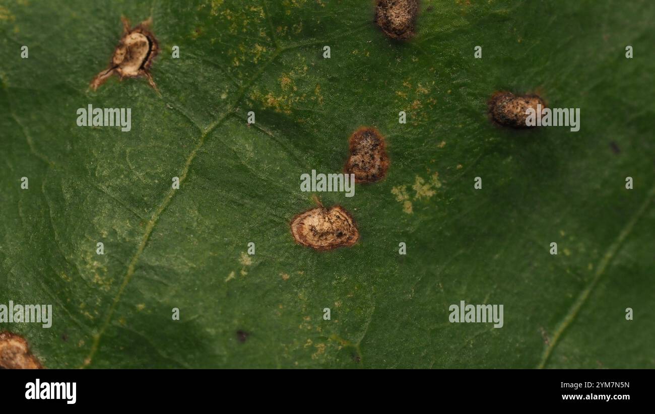oak flake gall wasp (Neuroterus quercusverrucarum Stock Photo - Alamy