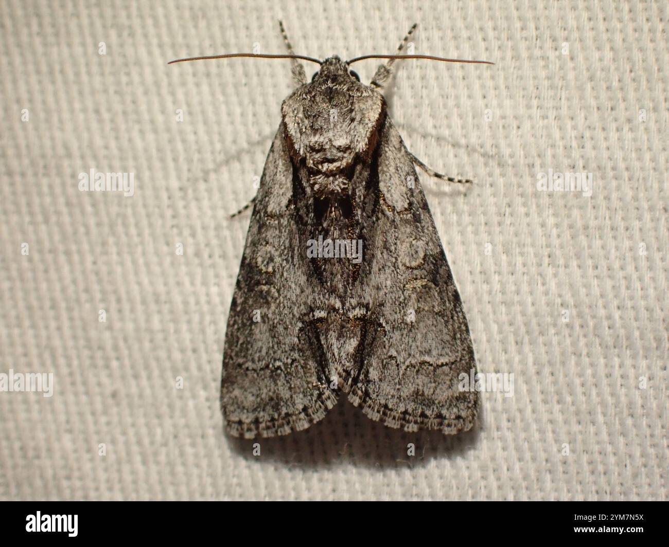 Dagger Moths (Acronicta Stock Photo - Alamy