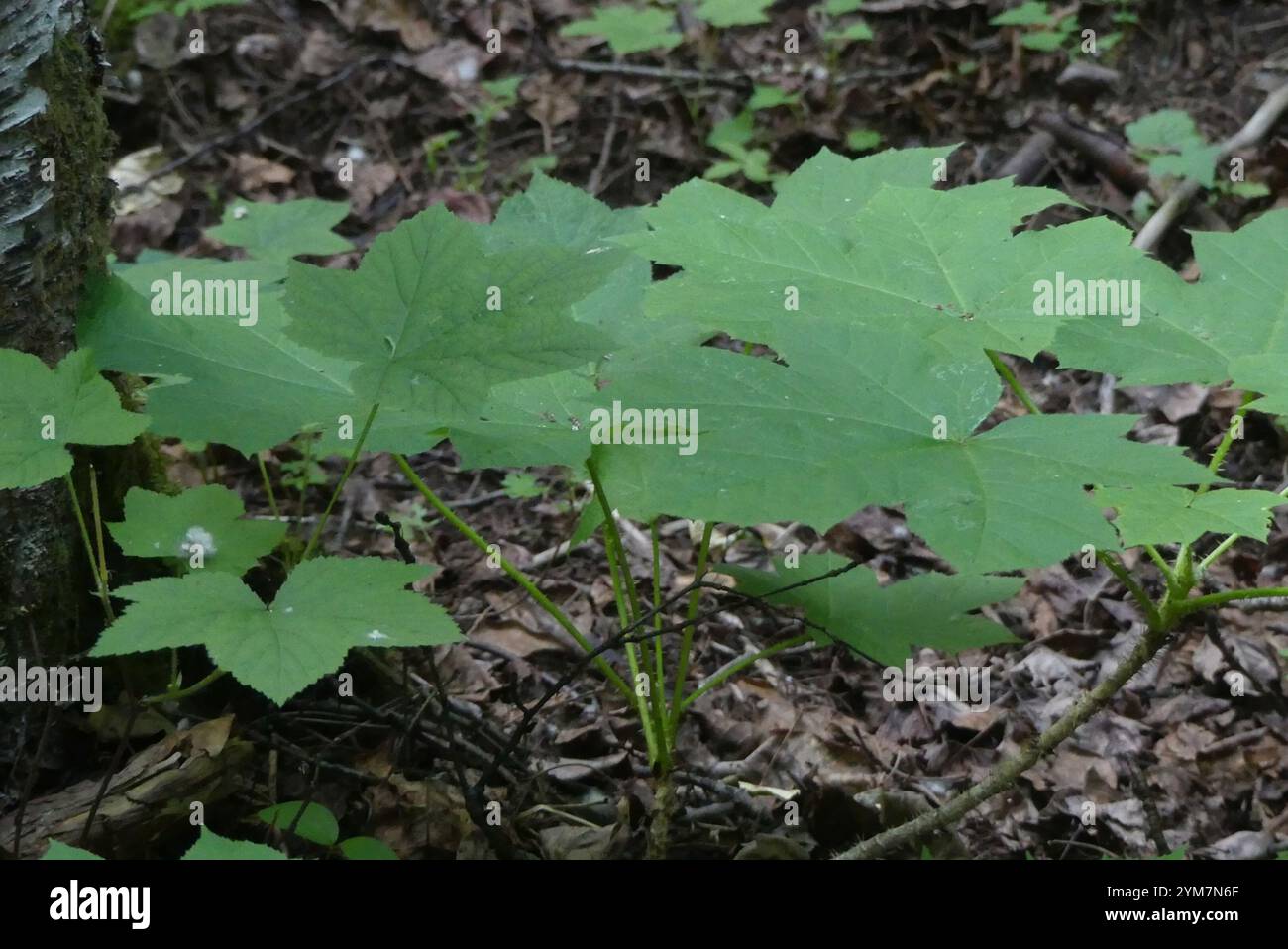 Devil's Club (Oplopanax horridus Stock Photo - Alamy