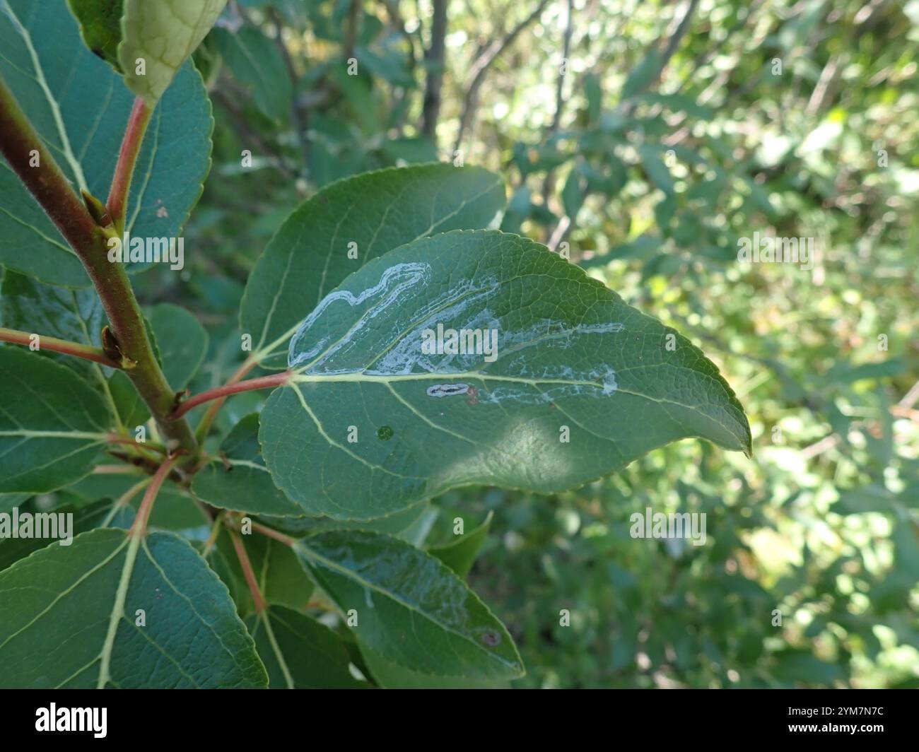 Aspen Serpentine Leafminer Moth (Phyllocnistis populiella Stock Photo ...