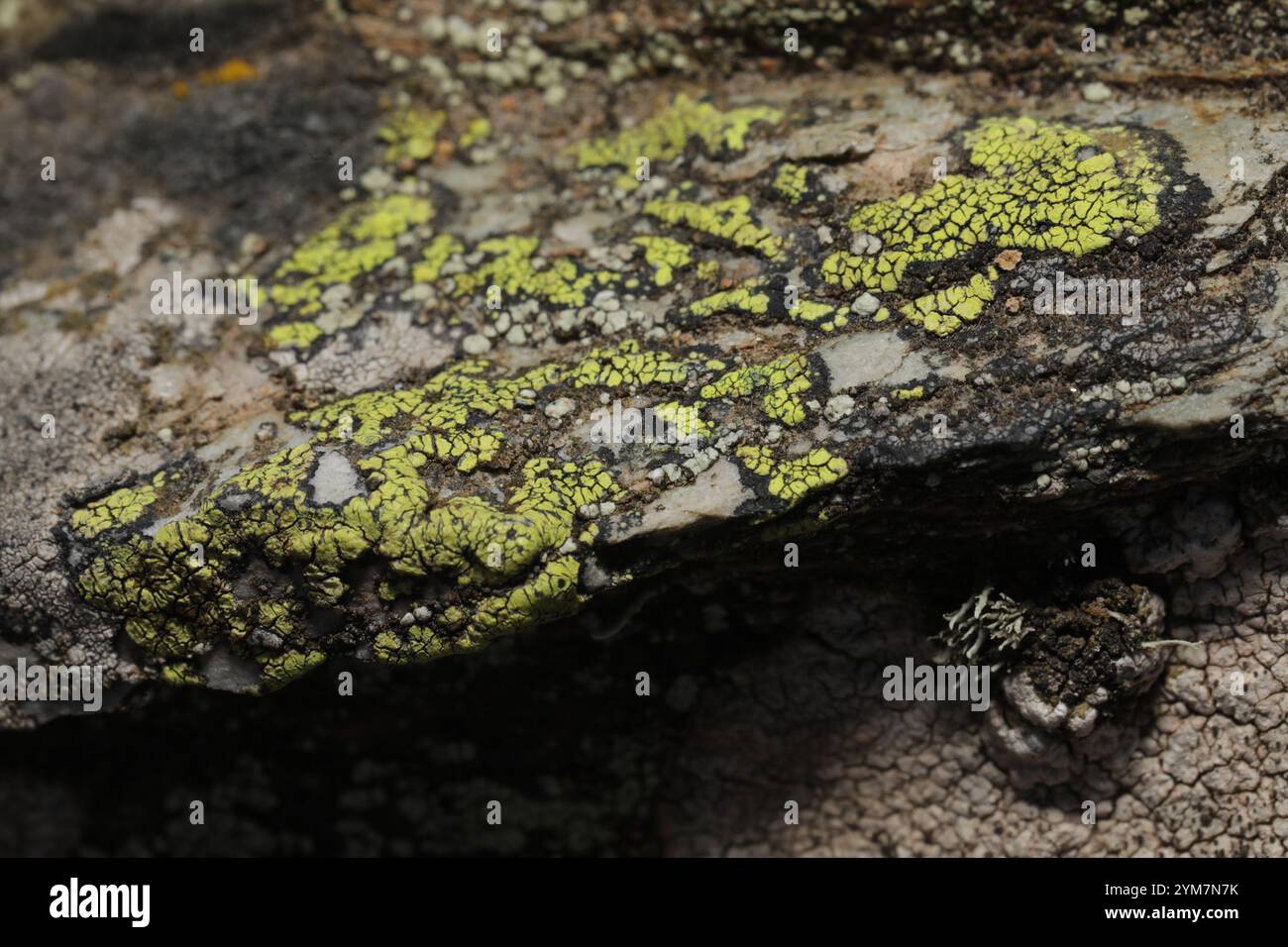 yellow map lichen (Rhizocarpon geographicum Stock Photo - Alamy