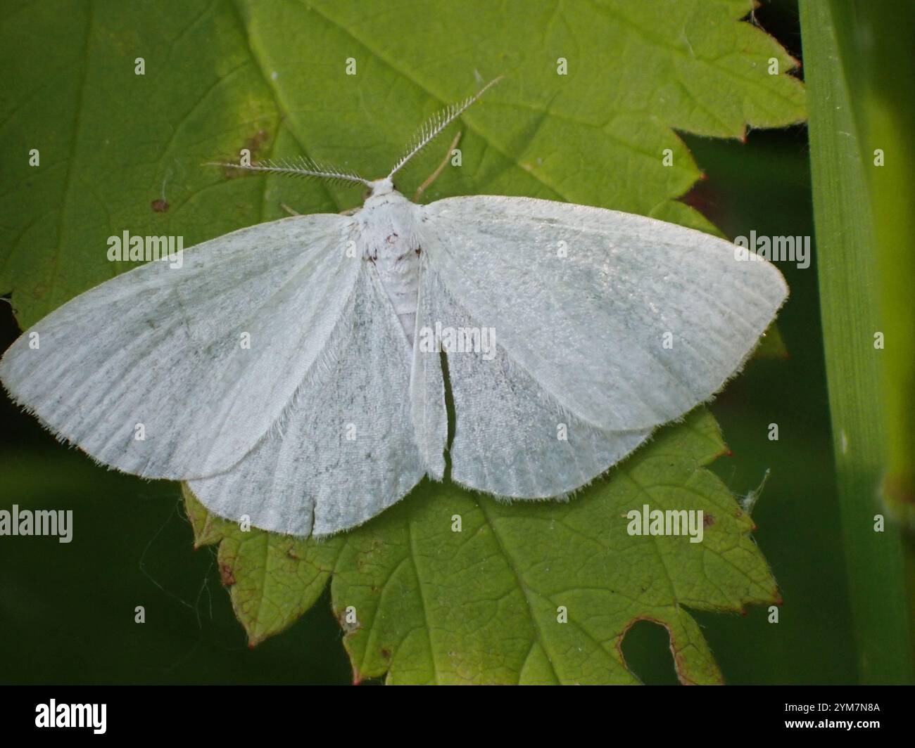 Geometer Moths (Geometridae Stock Photo - Alamy