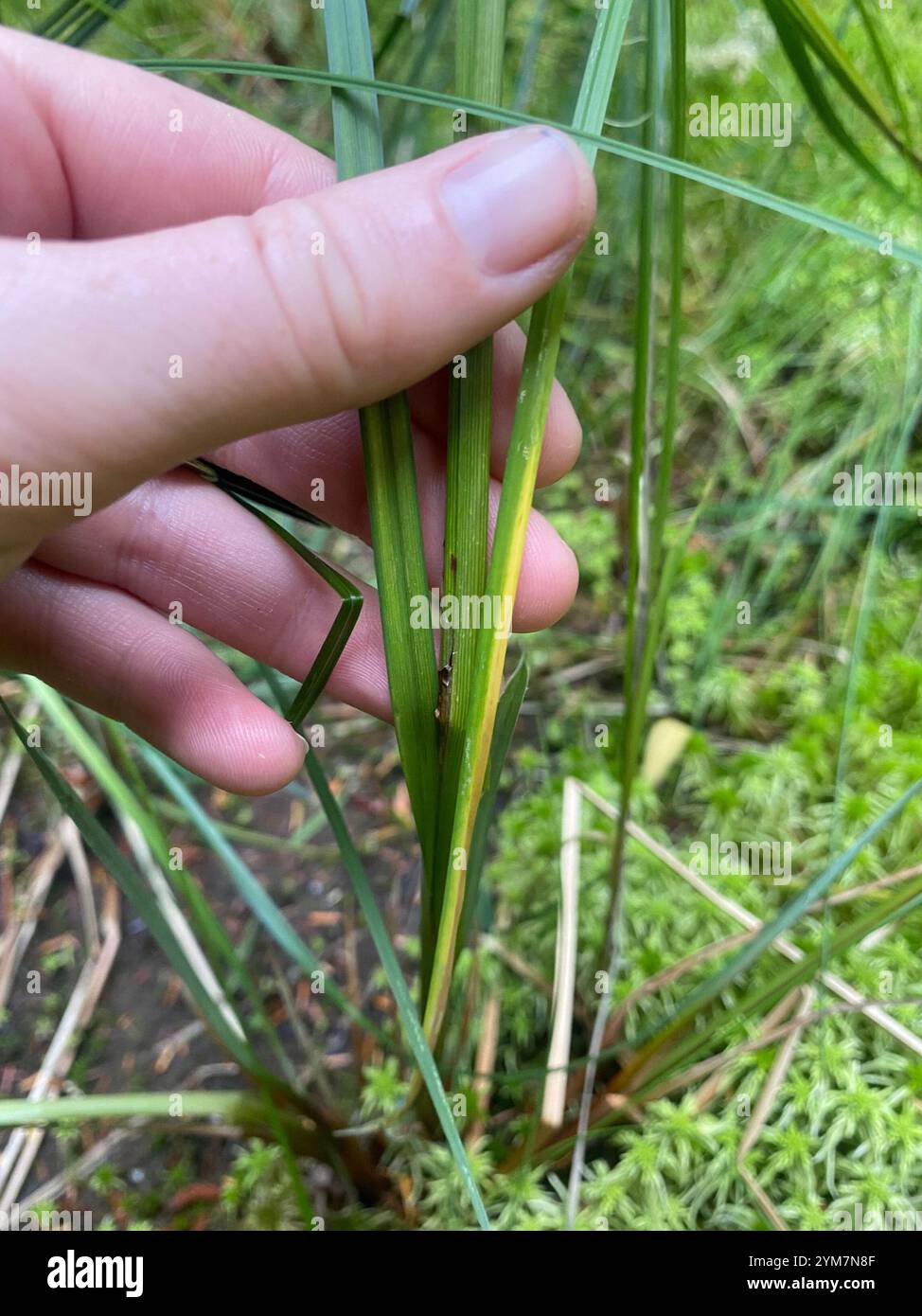 true sedges (Carex Stock Photo - Alamy