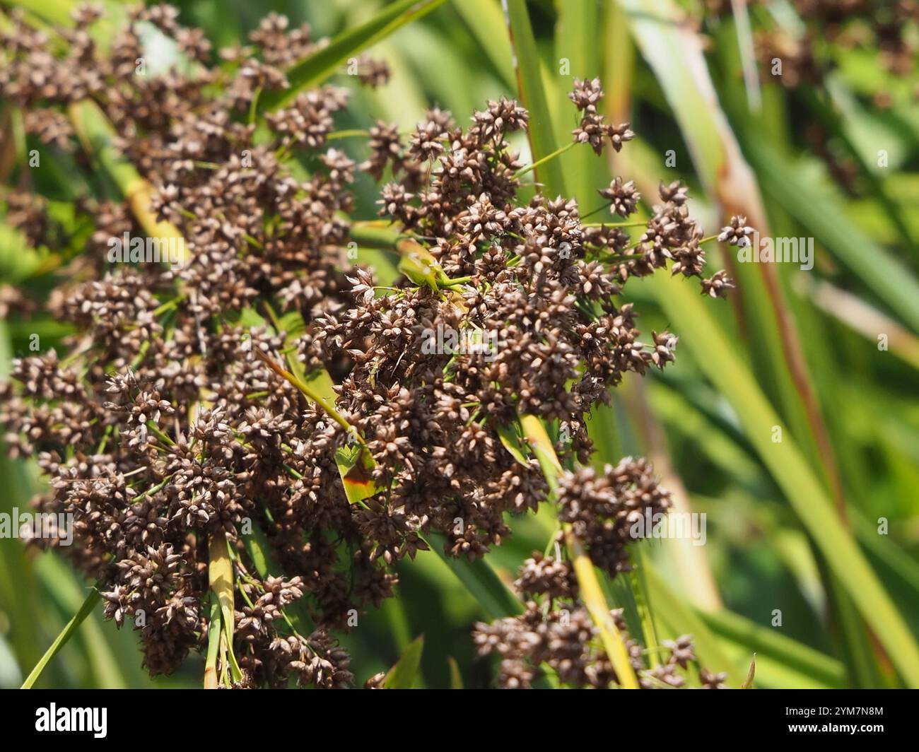 (Cladium mariscus mariscus Stock Photo - Alamy