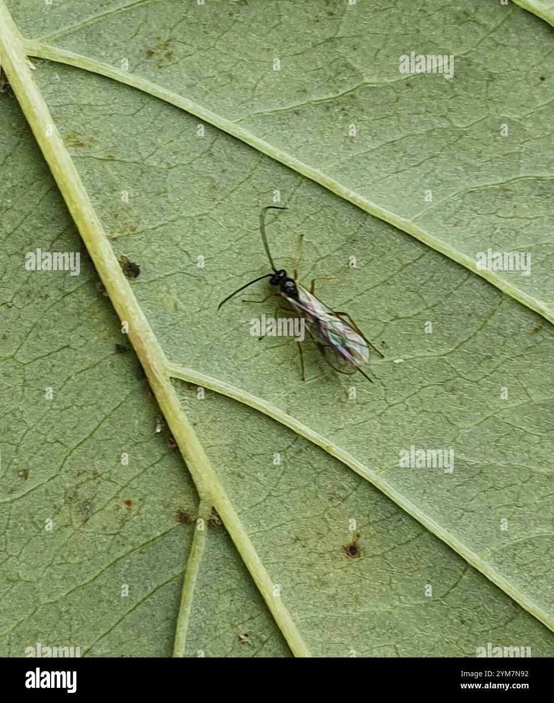 Ichneumonid and Braconid Wasps (Ichneumonoidea Stock Photo - Alamy