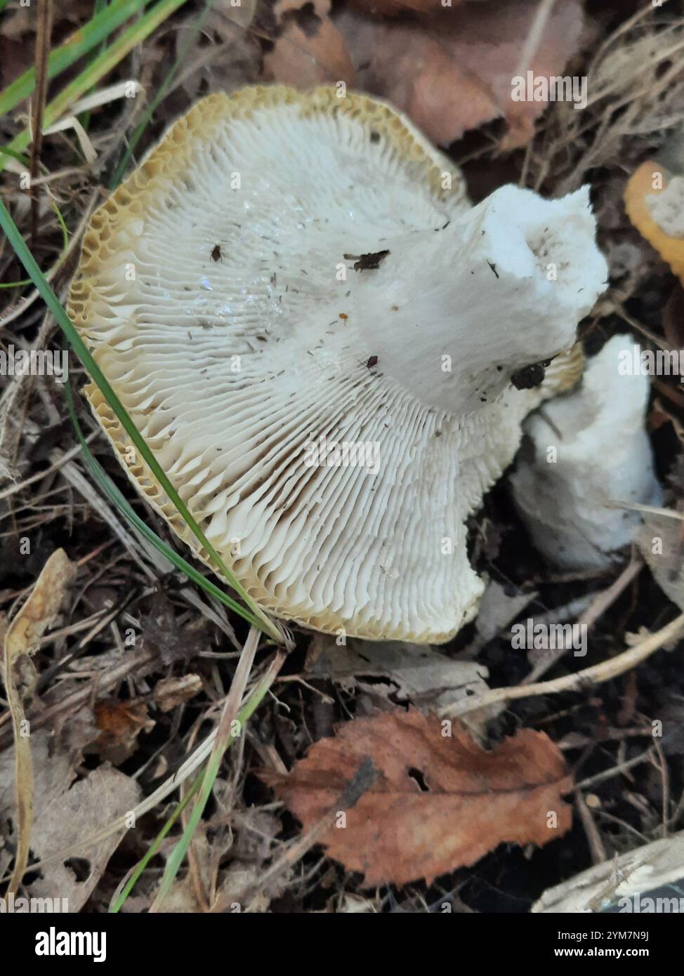 Green Quilt Russula (Russula crustosa Stock Photo - Alamy