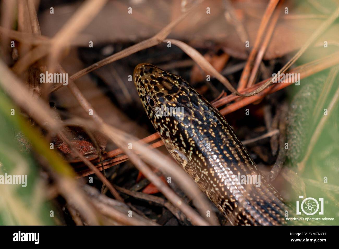 Eastern Glass Lizard (Ophisaurus ventralis Stock Photo - Alamy
