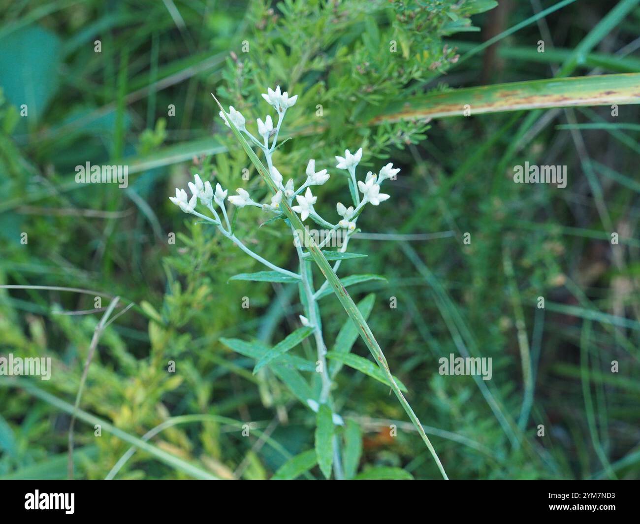 sweet everlasting (Pseudognaphalium obtusifolium Stock Photo - Alamy