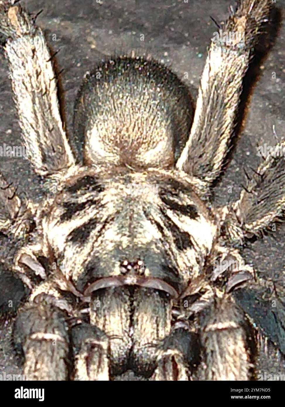 False tarantula hi-res stock photography and images - Alamy
