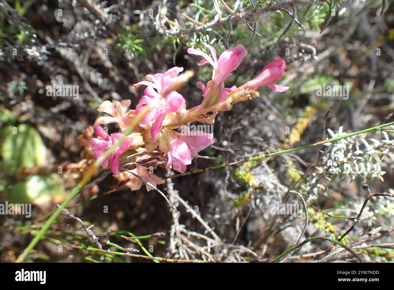 Small Pink Satyre (Satyrium erectum Stock Photo - Alamy