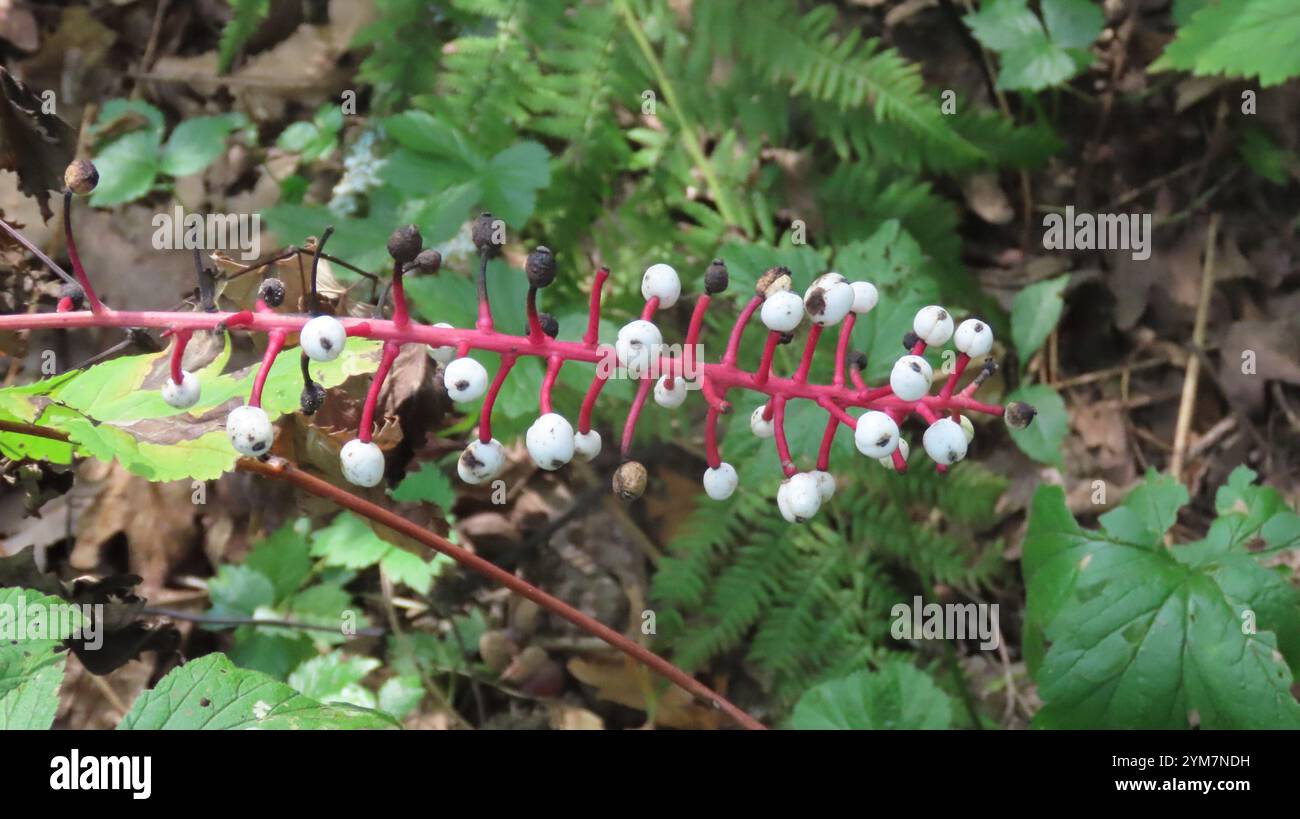 white baneberry (Actaea pachypoda Stock Photo - Alamy