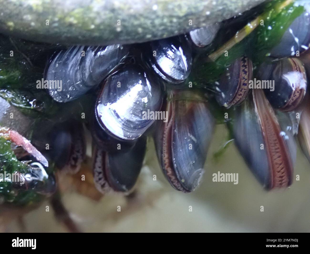 Northern Bay Mussel (Mytilus trossulus Stock Photo - Alamy