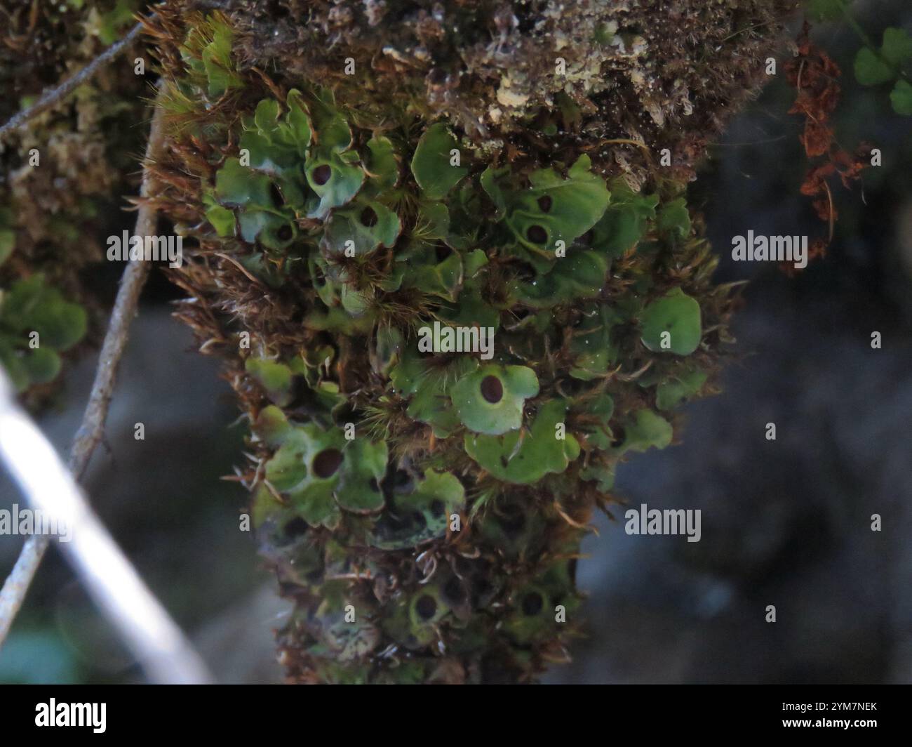 Common Chocolate Chip Lichen (Solorina saccata Stock Photo - Alamy