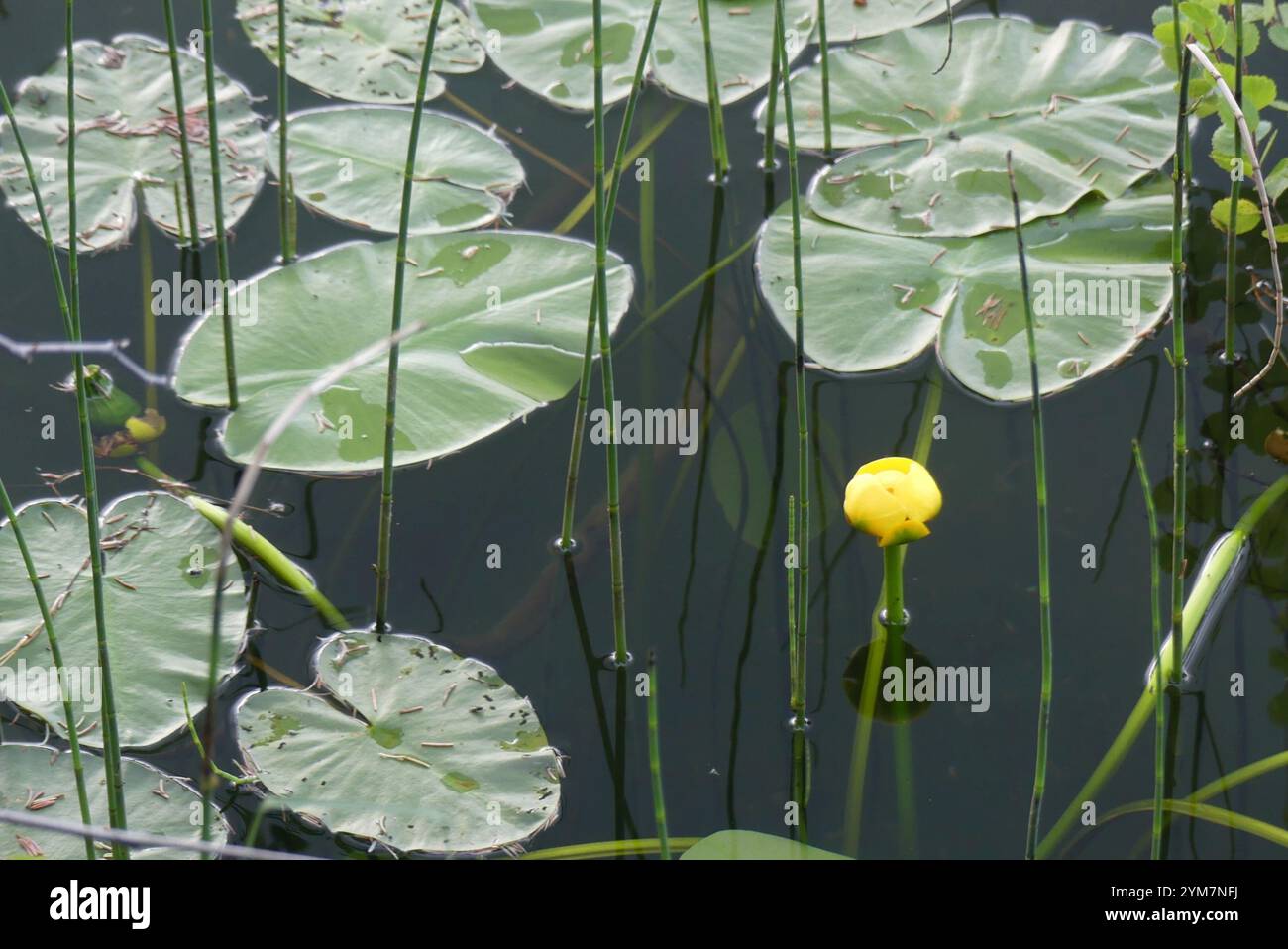 Variegated Yellow Pond-Lily (Nuphar variegata Stock Photo - Alamy