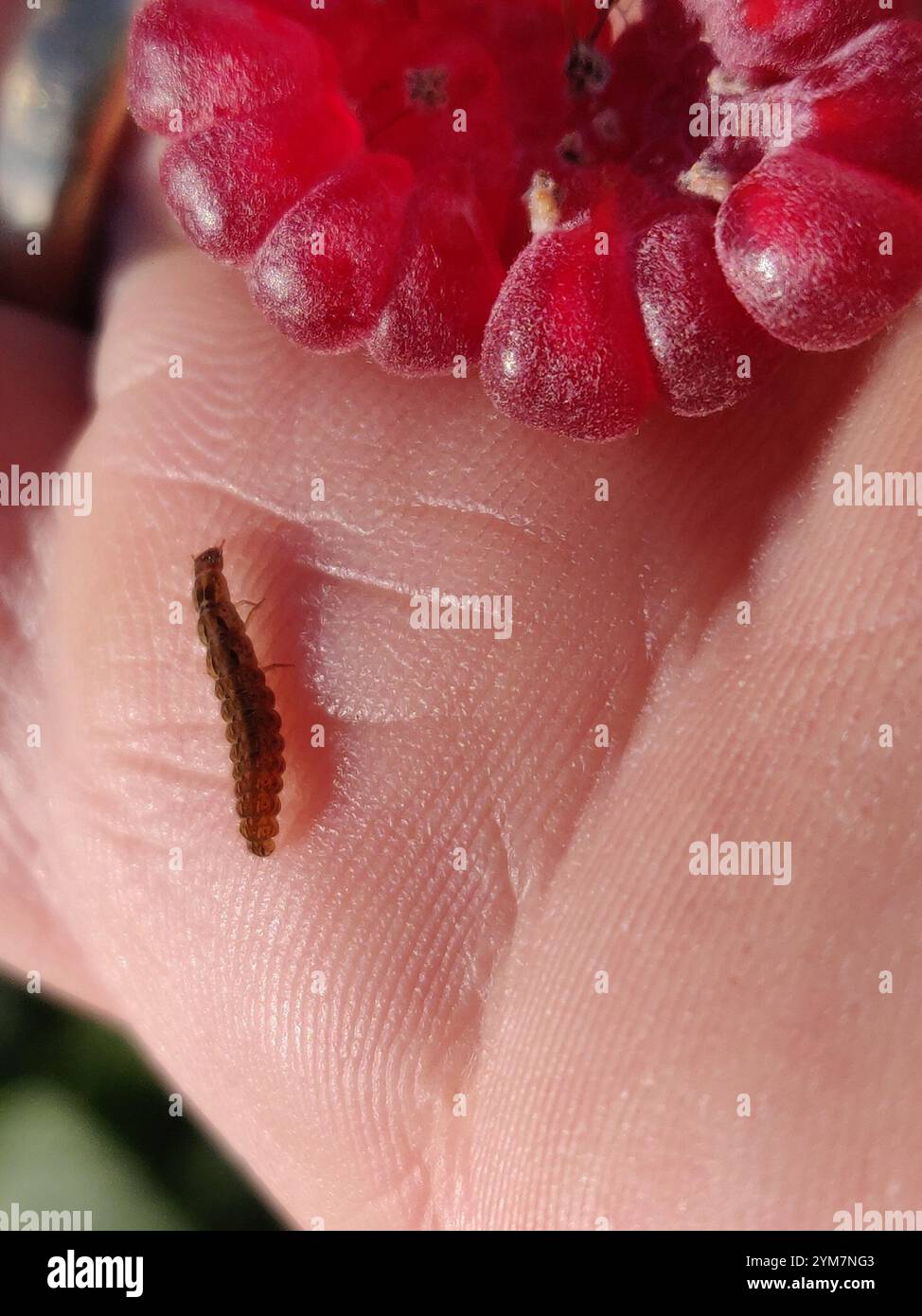 Soldier Beetles (Cantharidae Stock Photo - Alamy