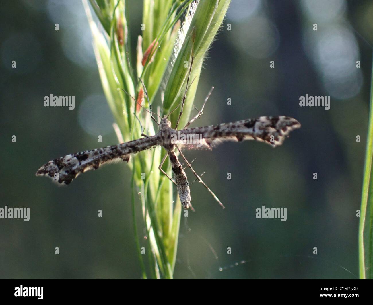 Geranium plume moth hi-res stock photography and images - Alamy