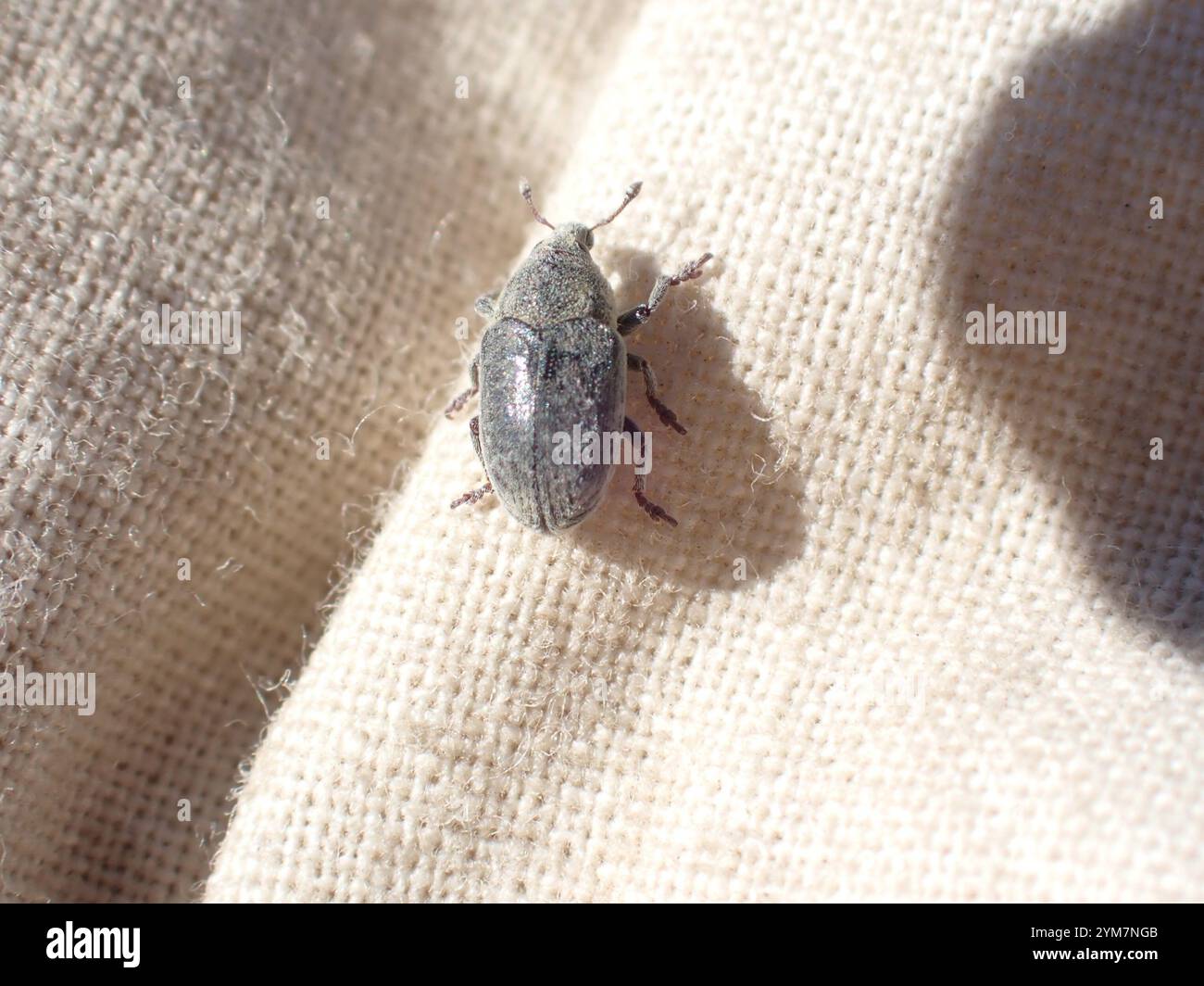 Lesser Knapweed Flower Weevil (Larinus minutus Stock Photo - Alamy