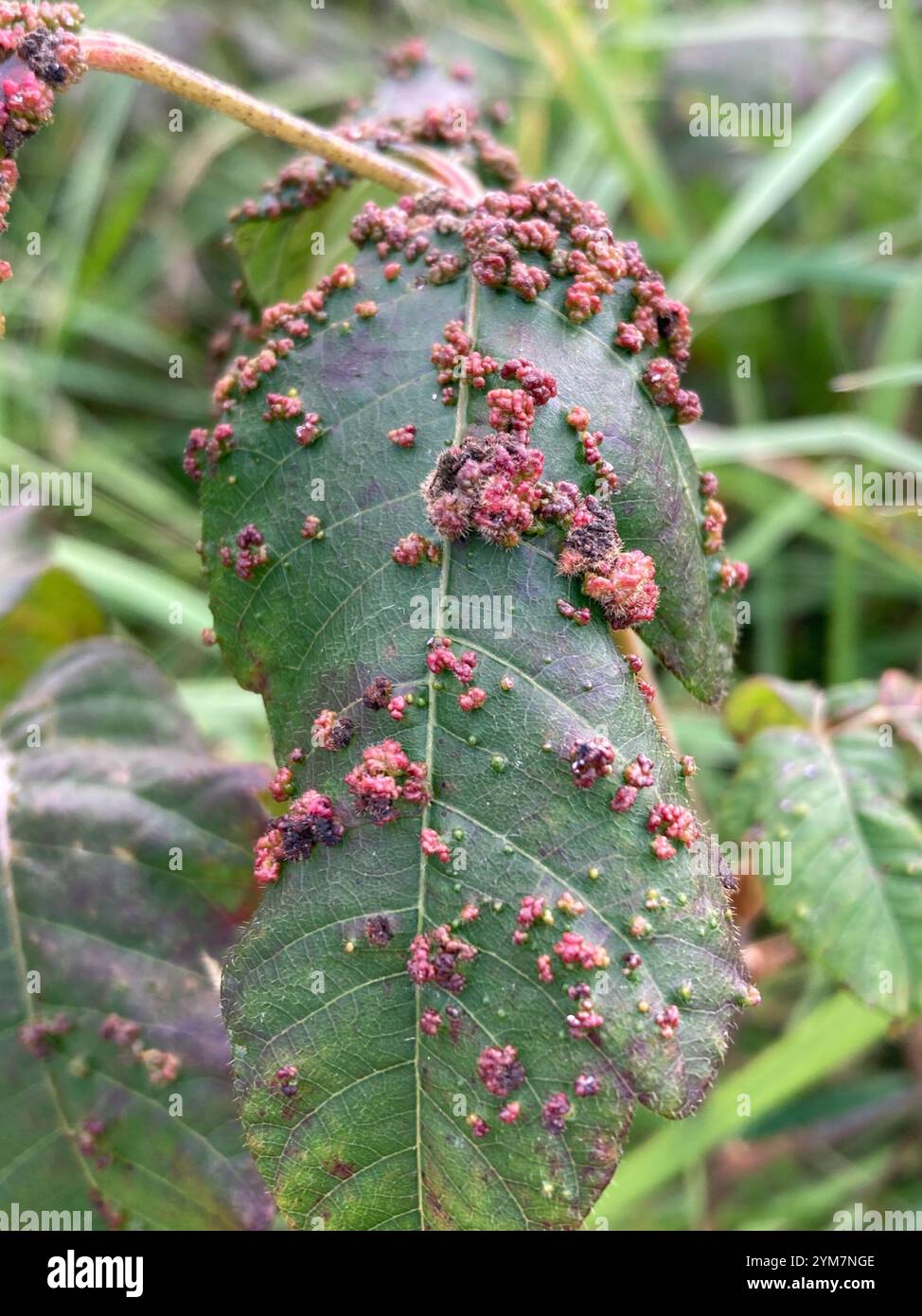 Poison Ivy Leaf Mite (Aculops rhois Stock Photo - Alamy
