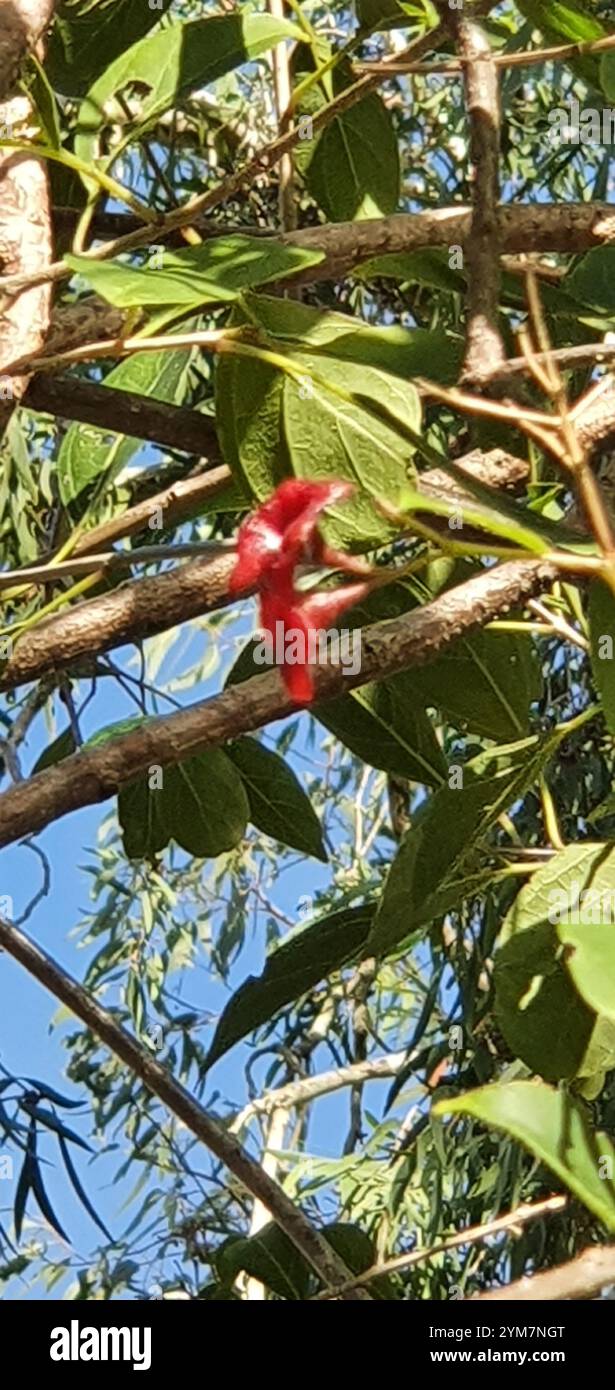Lolly Bush (Clerodendrum floribundum Stock Photo - Alamy