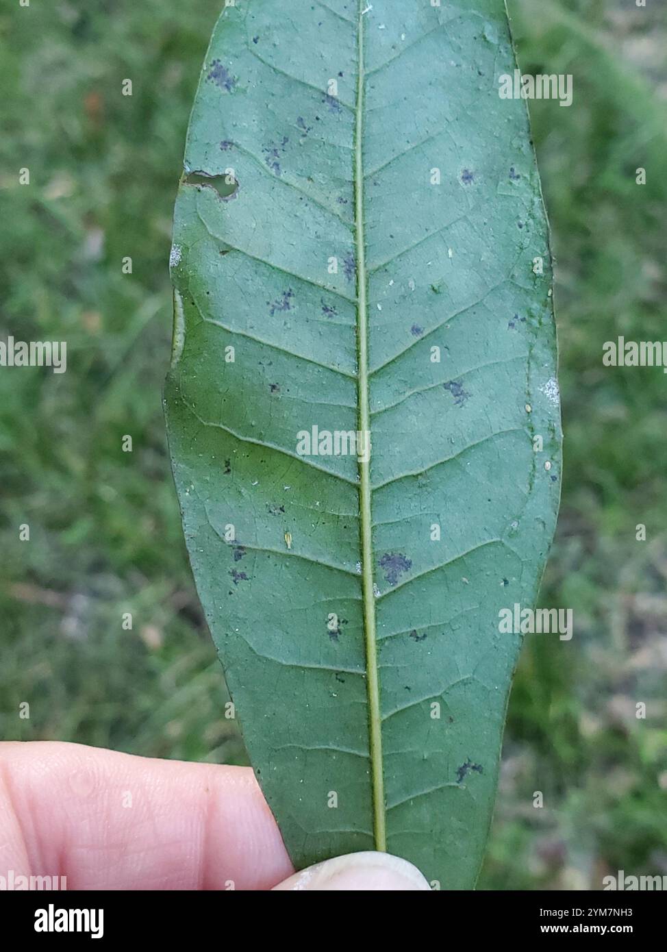 swamp laurel oak (Quercus laurifolia Stock Photo - Alamy