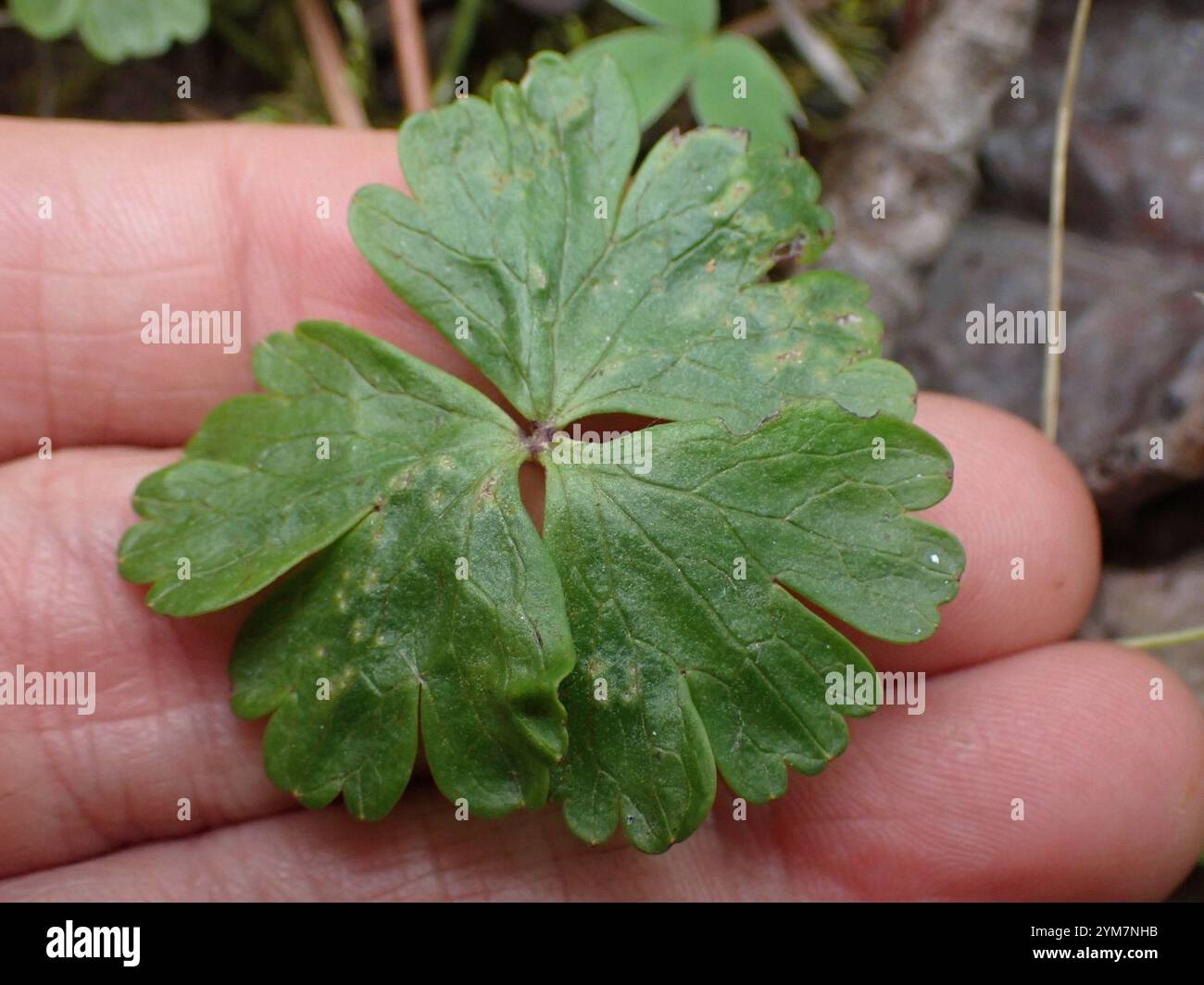 Anemone parviflora hi-res stock photography and images - Alamy