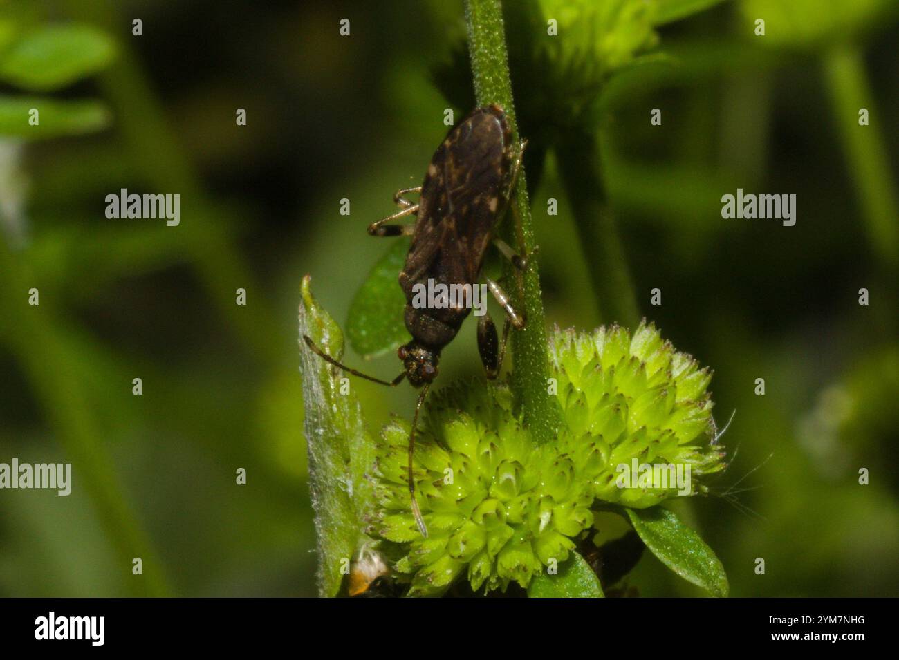 Paisana hi-res stock photography and images - Alamy