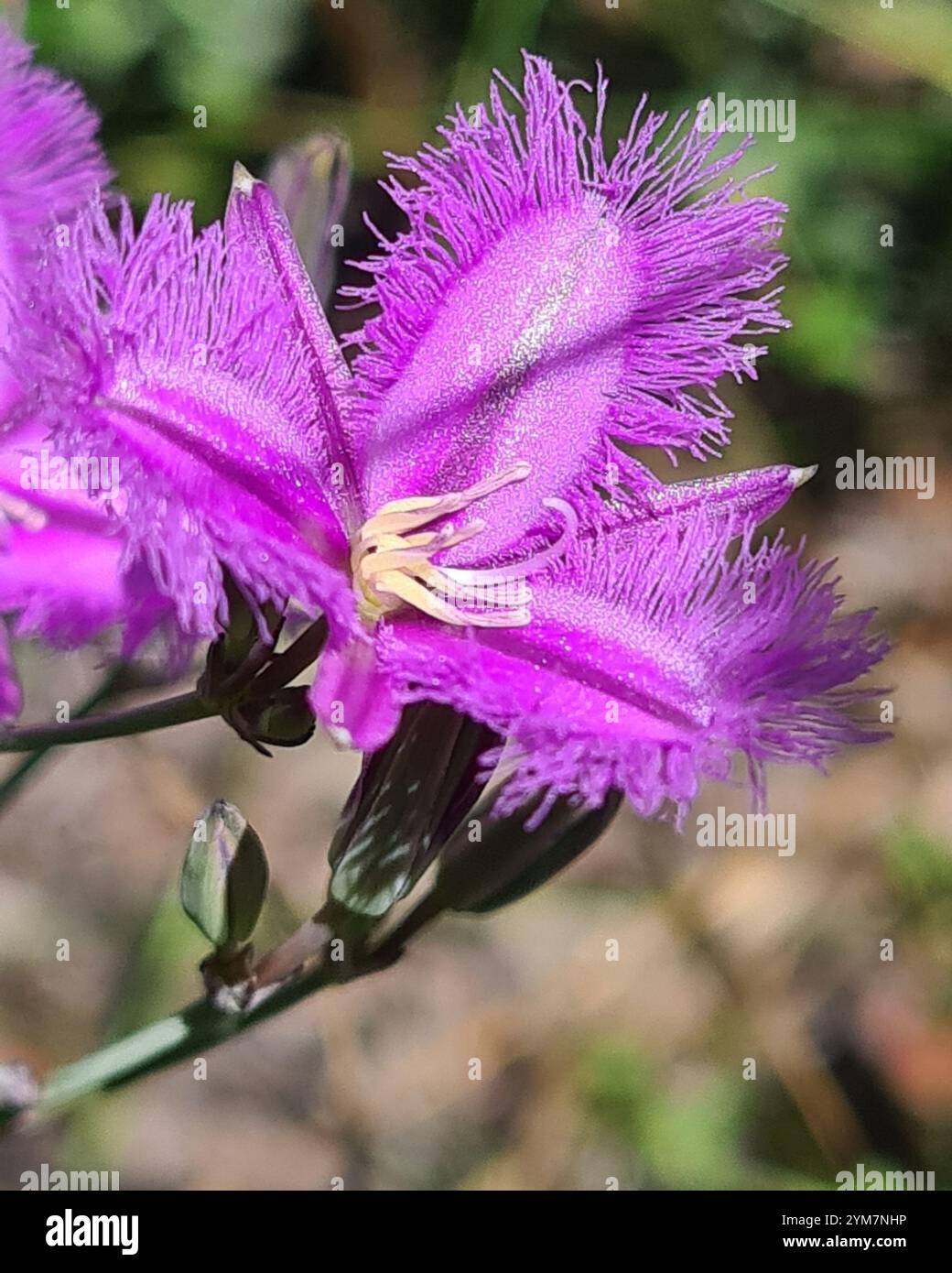 Common Fringe-lily (Thysanotus tuberosus Stock Photo - Alamy
