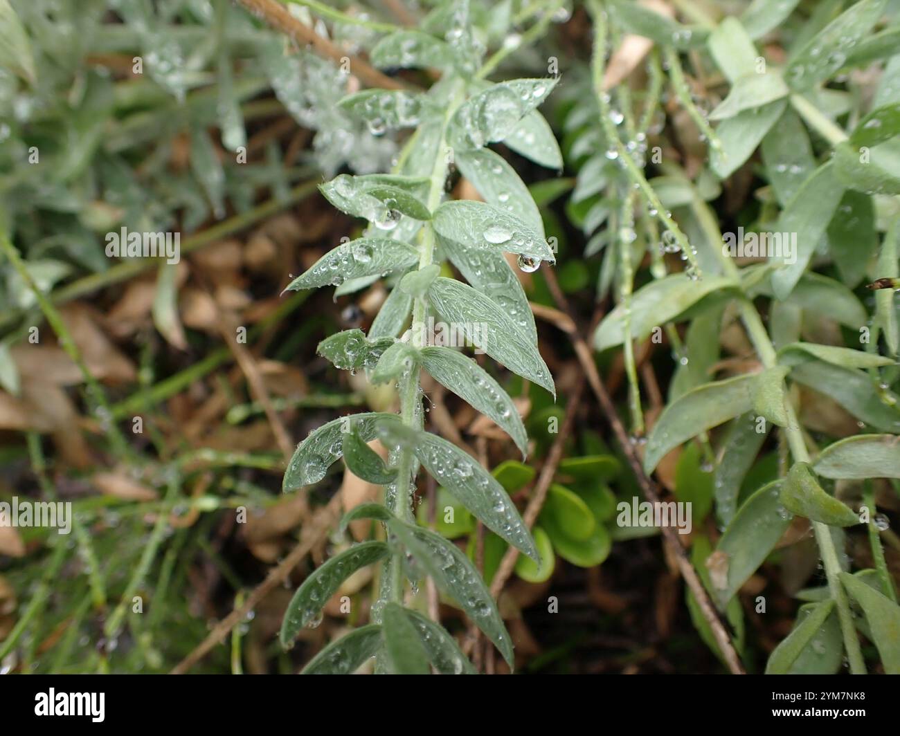 Showy Locoweed (Oxytropis splendens Stock Photo - Alamy