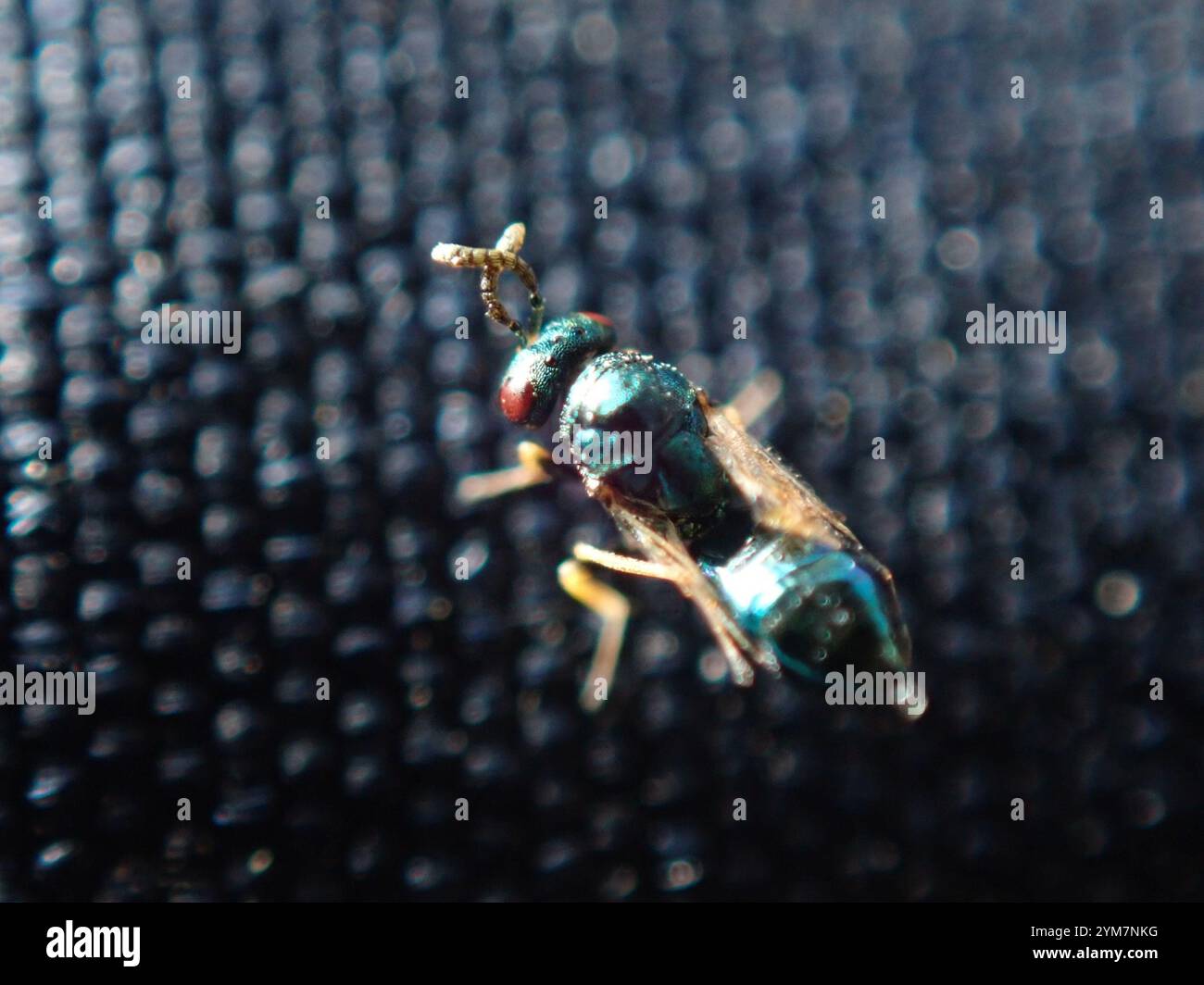Chalcidoid Wasps (Chalcidoidea Stock Photo - Alamy