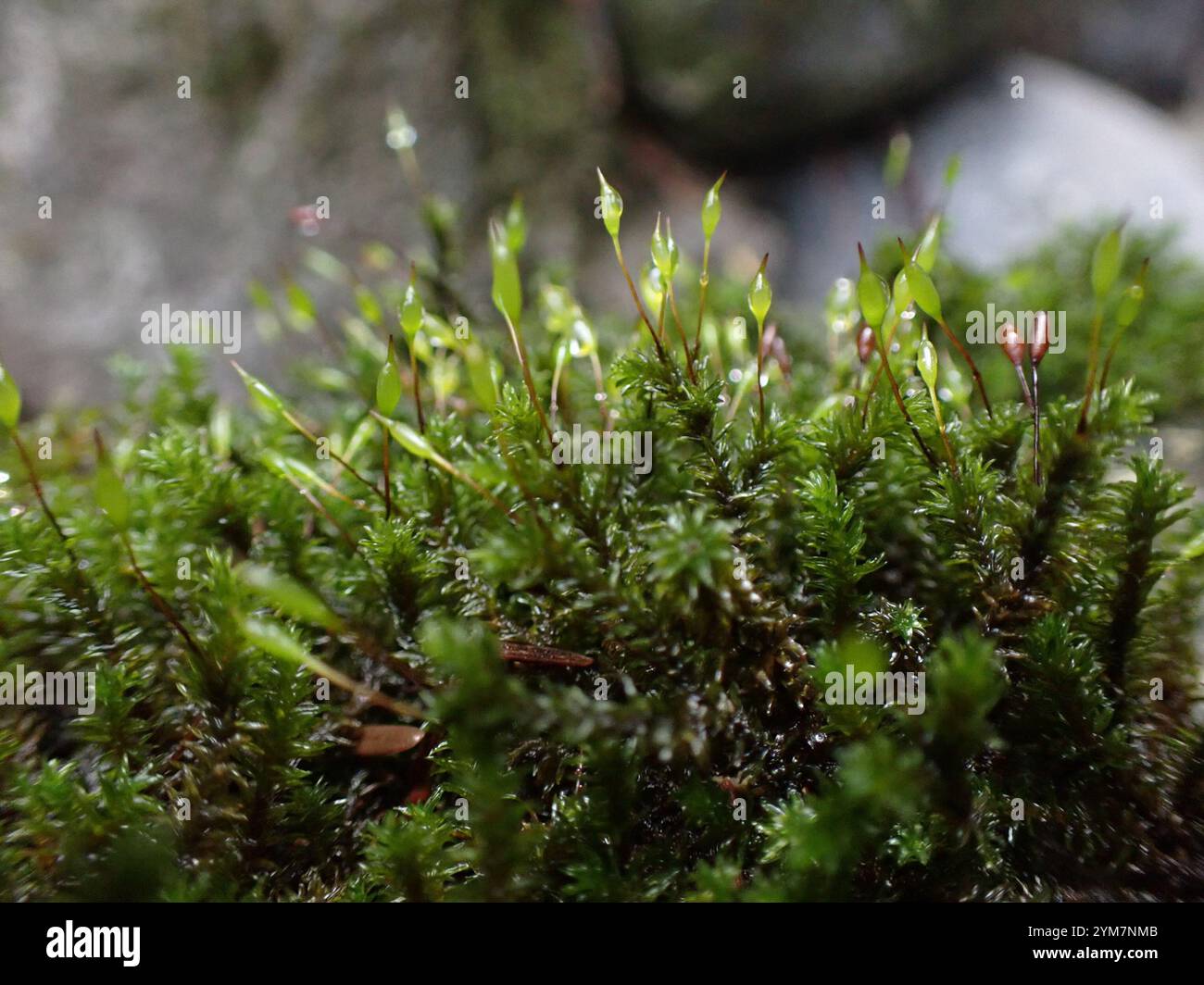 Yellow Fringe-moss (Racomitrium aciculare Stock Photo - Alamy