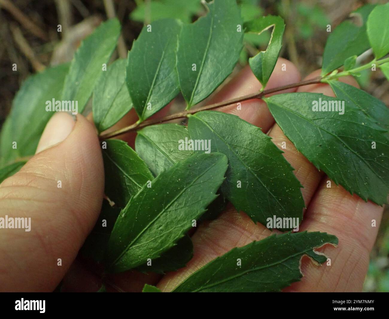 Oregon Boxwood (Paxistima myrsinites Stock Photo - Alamy
