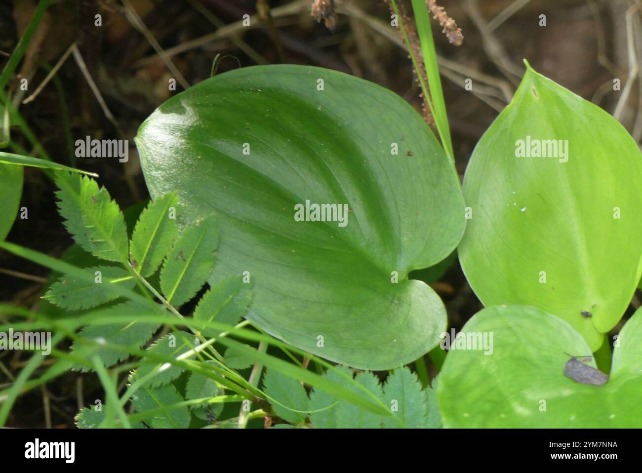vascular plants (Tracheophyta Stock Photo - Alamy