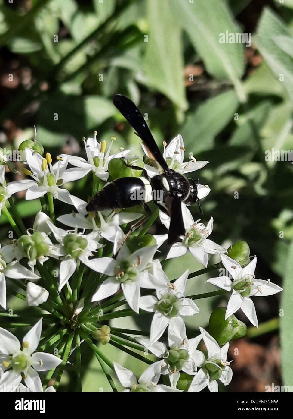 Four-toothed Mason Wasp (Monobia quadridens Stock Photo - Alamy