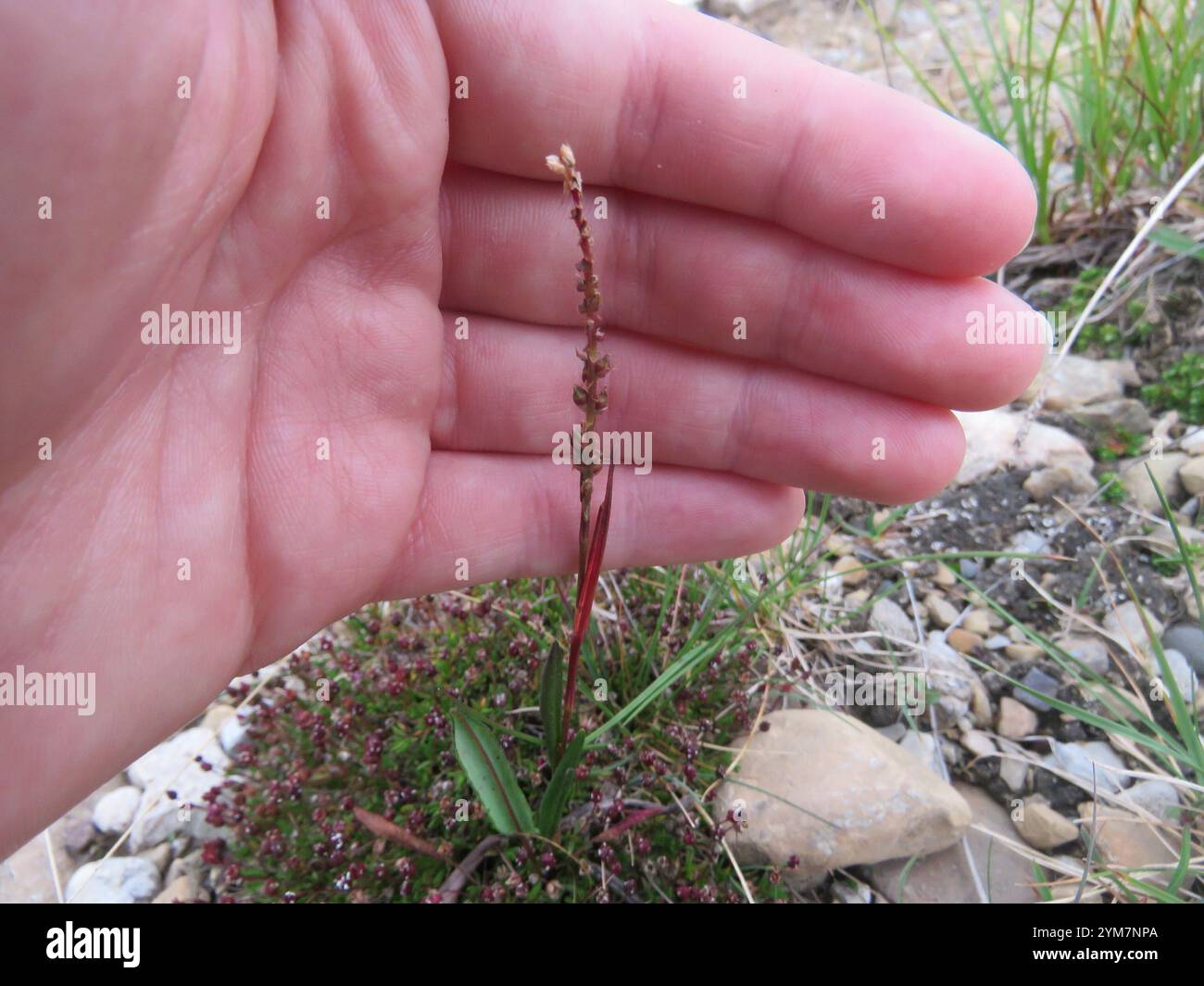 alpine bistort (Bistorta vivipara Stock Photo - Alamy